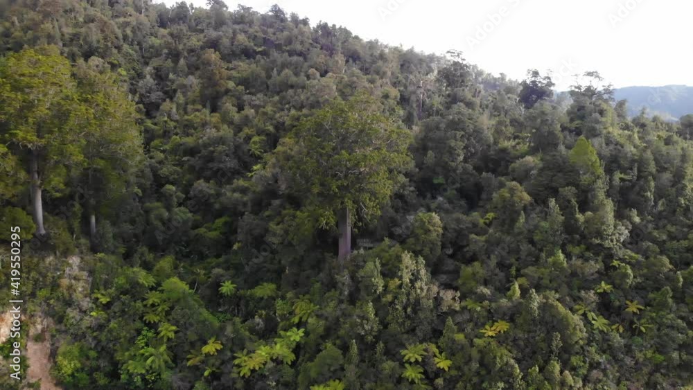 drone flying towards a square kauri tree in coromandel, New Zealand ...