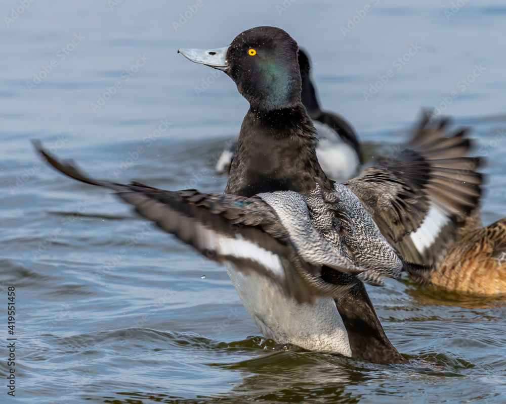 Lesser Scaup Duck Flying