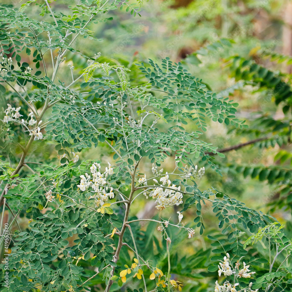 Moringa oleifera is a drought-resistant tree of the family Moringaceae ...