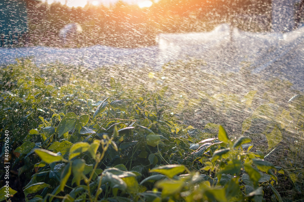 Drops of water in the sun, dripping on the stems of leguminous plants ...