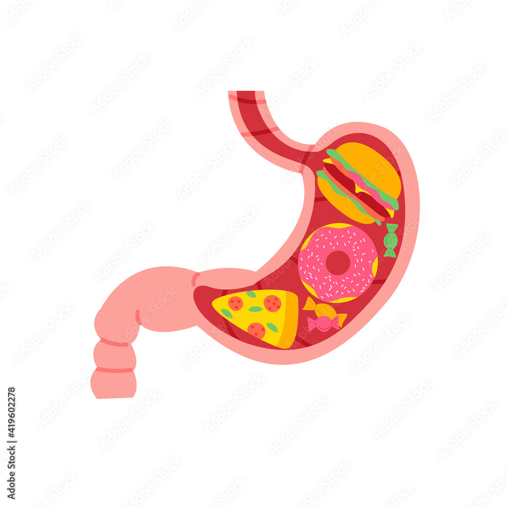 Stomach full of unhealthy food flat cartoon illustration. Overeating ...