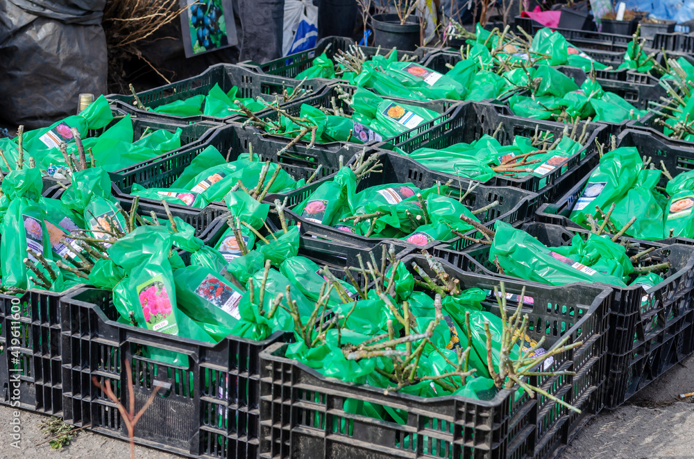 Rose bushes of various varieties in green plastic packaging with photos ...