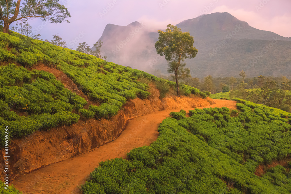 Landscape countryside view of Sri Lankan hill country, and terraced tea ...