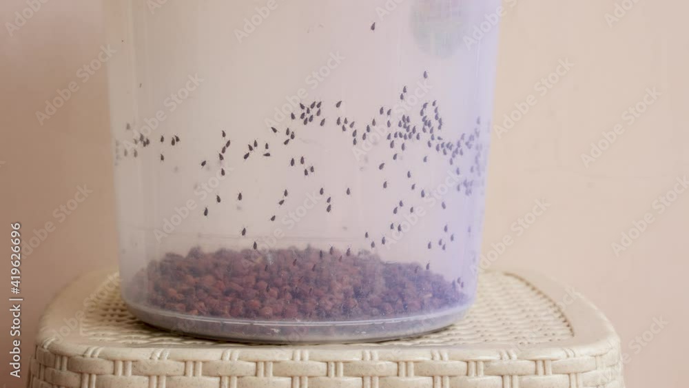 Crawling bugs in chick pea Bengal gram stored food lentil 4K slow ...