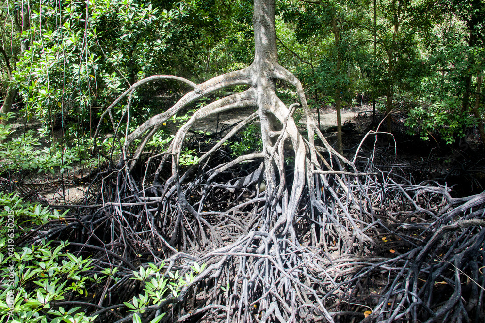 the closeup image of Mangrove Roots in Sungei Buloh Wetland Reserve. n ...