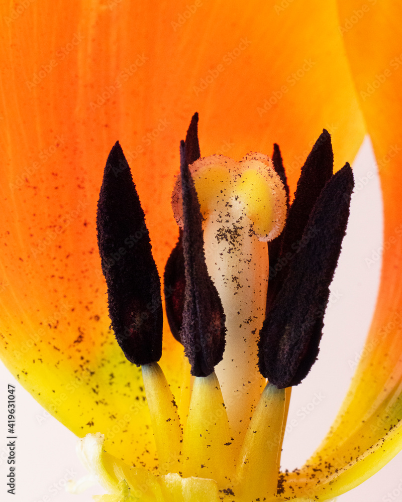Macro pistil and dark brown stamens of orange tulip petals with dark ...