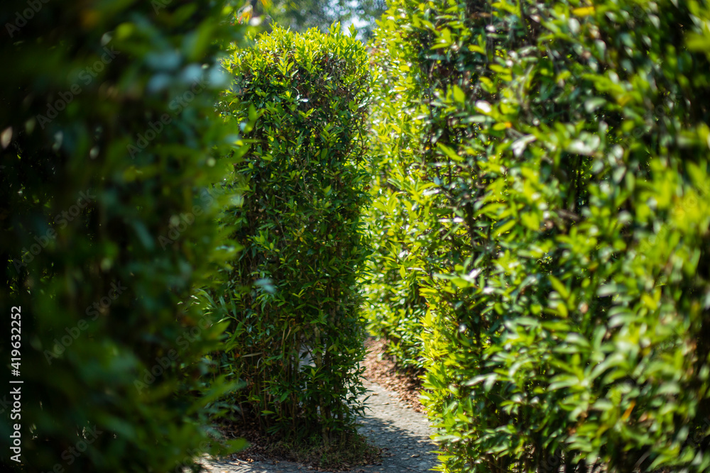 Close up photo of Ficus annulata leaf in garden on blurred nature ...