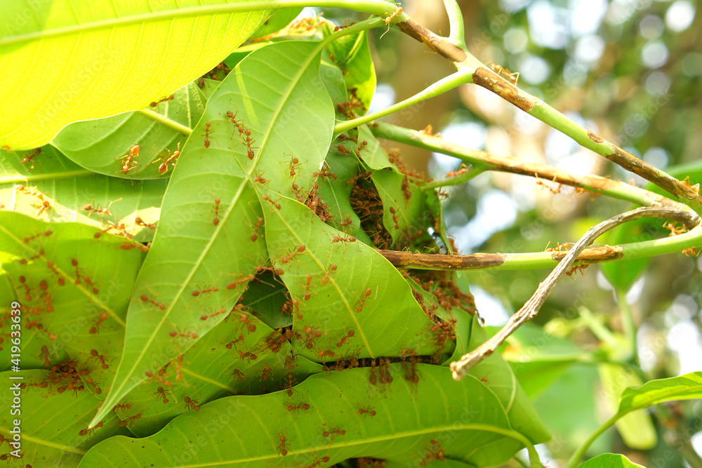 Red Ants Nest