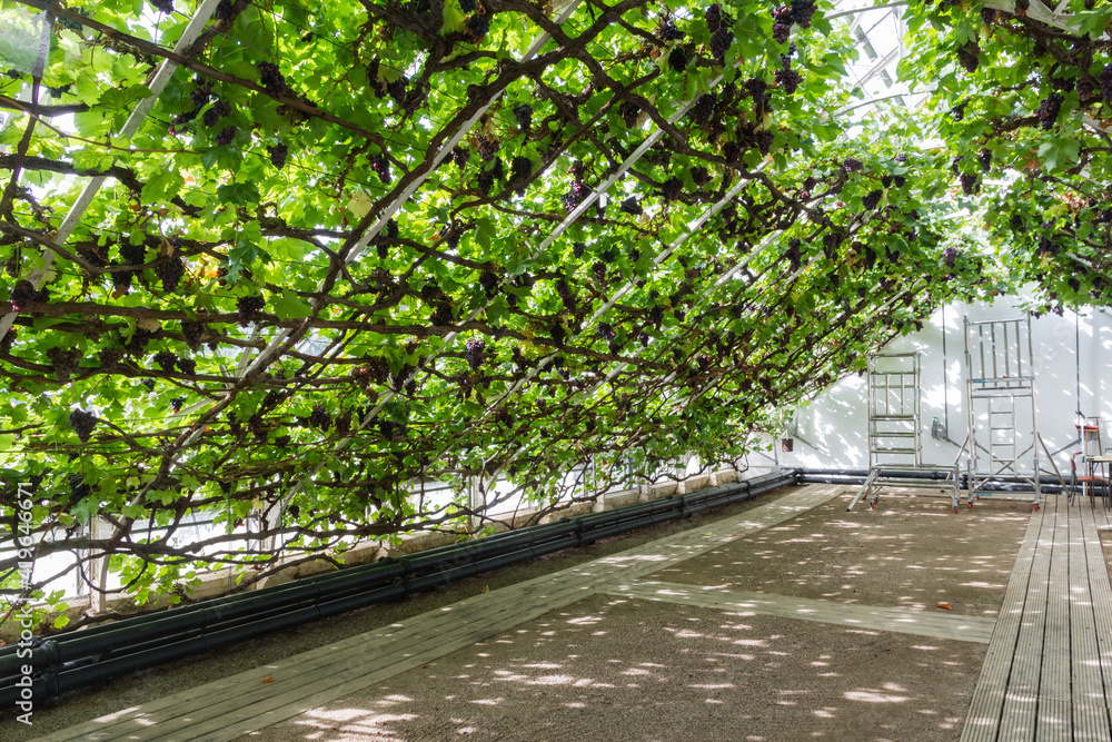 Foto de Hampton Court Palace ancient and enormous the great grape vine ...