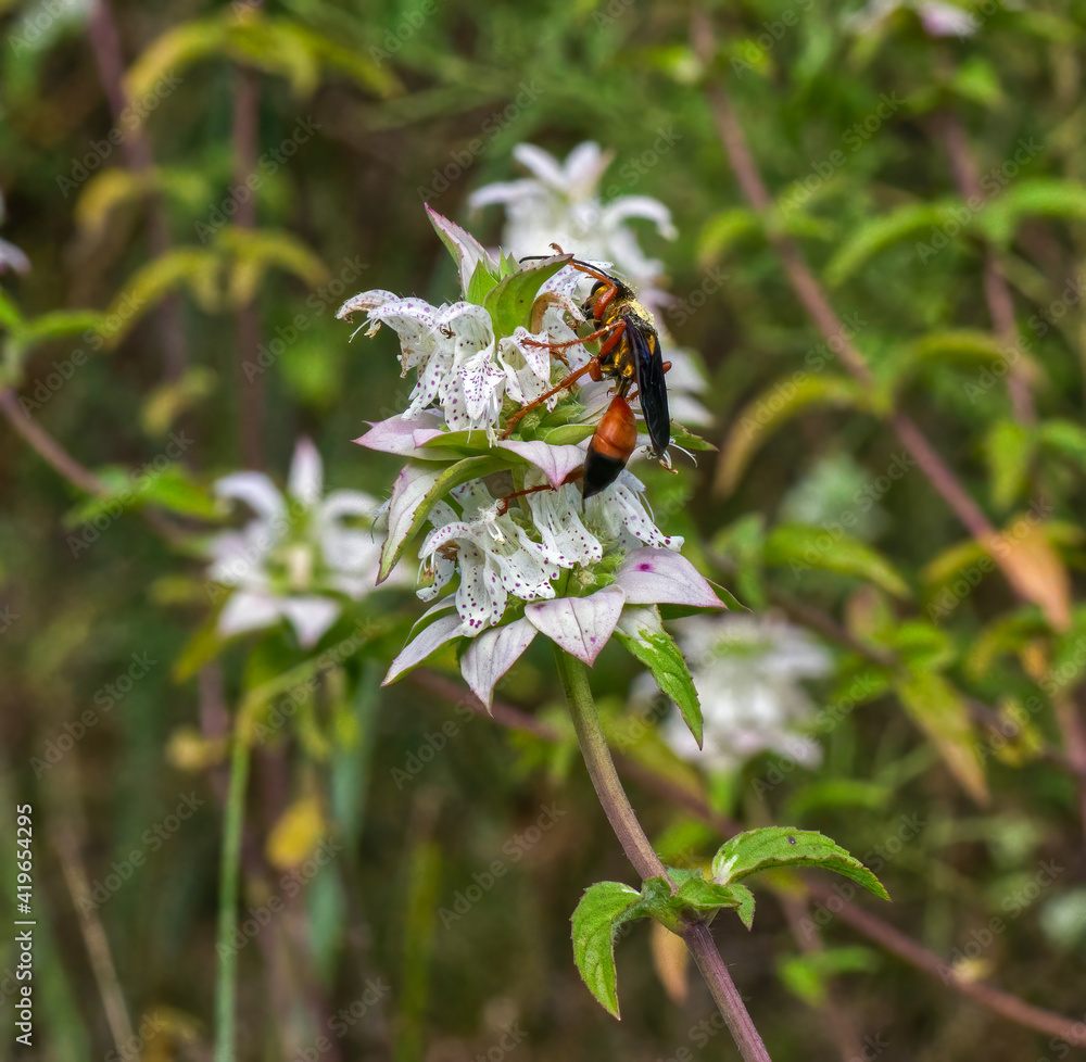 black and red mason wasp, aka red-marked Pachodynerus (Pachodynerus ...