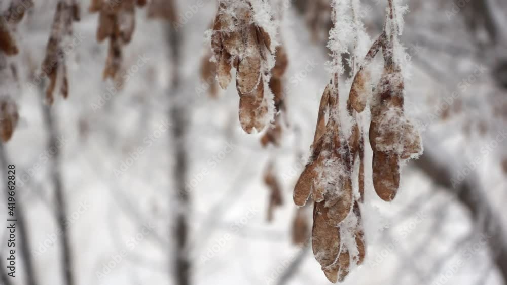 Dry maple seeds hanging on a branch covered by snow in a winter forest ...