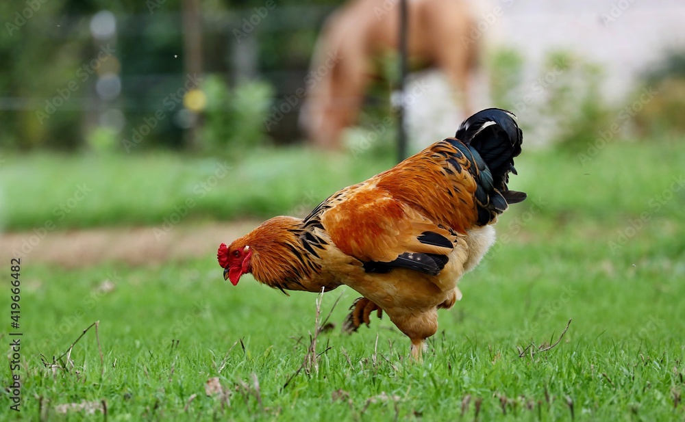 Bird. The chicken (Gallus gallus domesticus) , domesticated bird ...