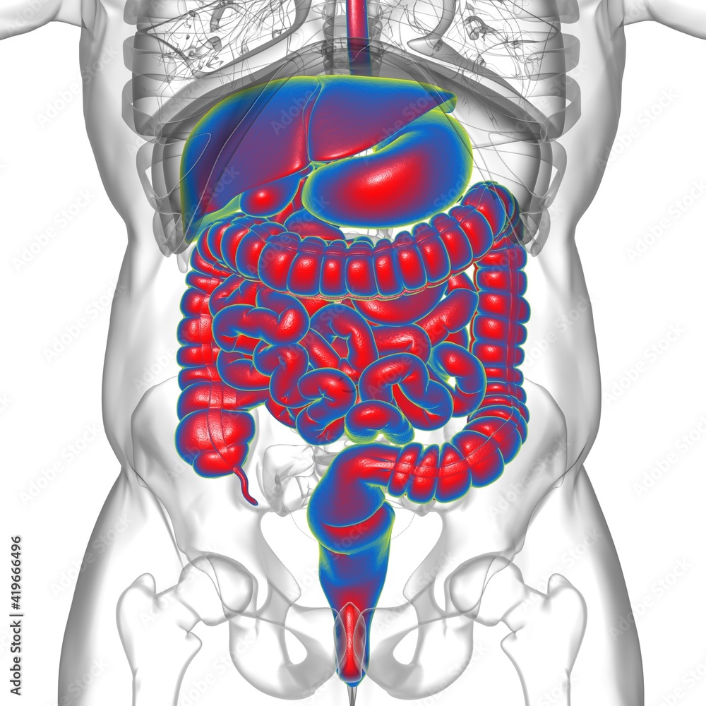 Human Digestive System Anatomy For Medical Concept 3D Stock ...
