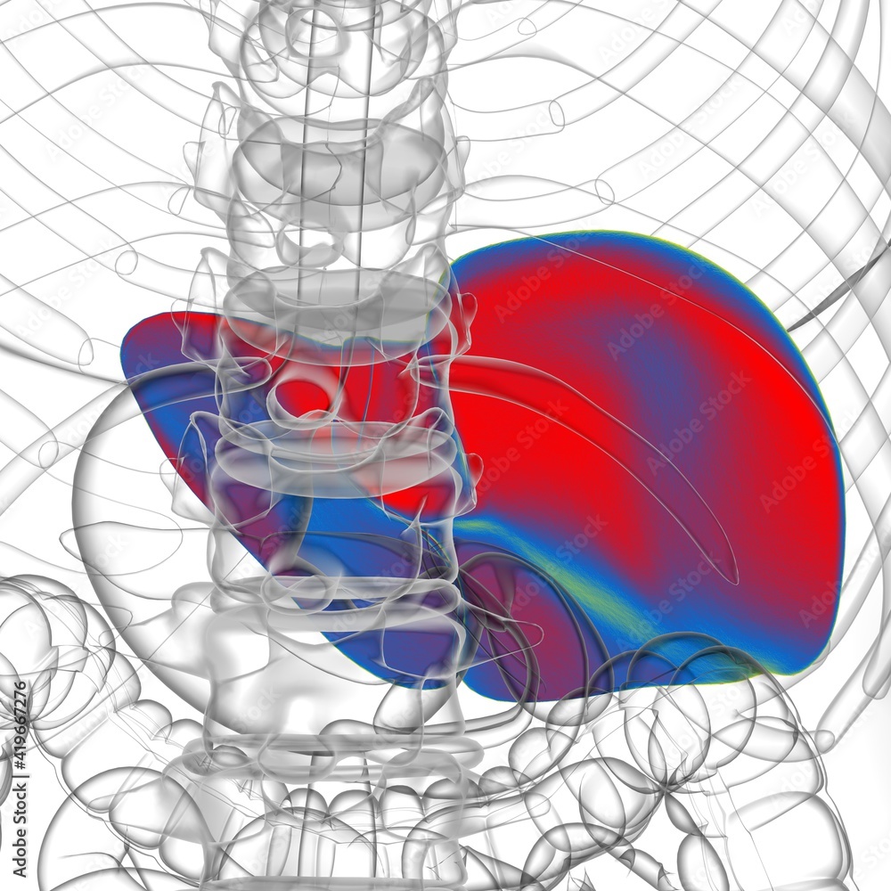 Liver 3D Illustration Human Digestive System Anatomy Stock Illustration ...