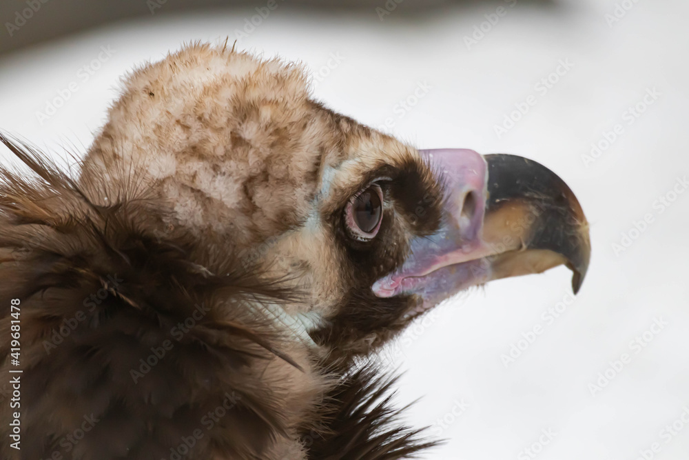 Portrait of an alert griffin sitting on the ground. Natural close-up of ...