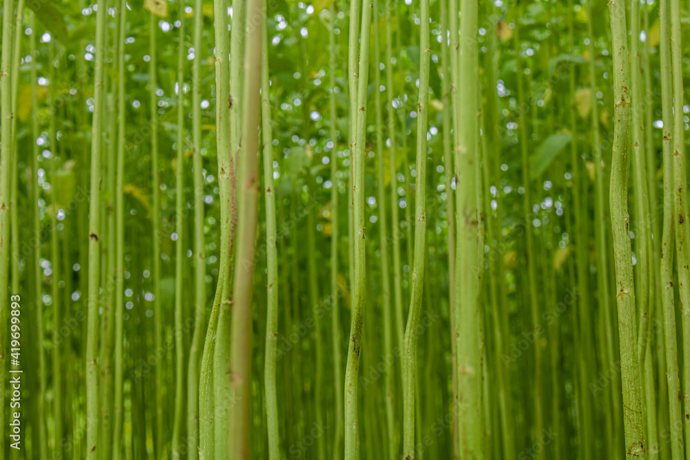 Arrange jute in the field of green jute. Row upon row of jute. Images ...