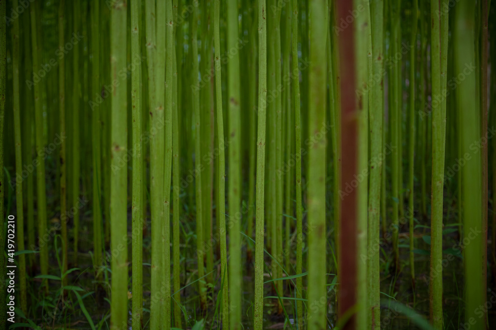 Arrange jute in the field of green jute. Row upon row of jute. Images ...