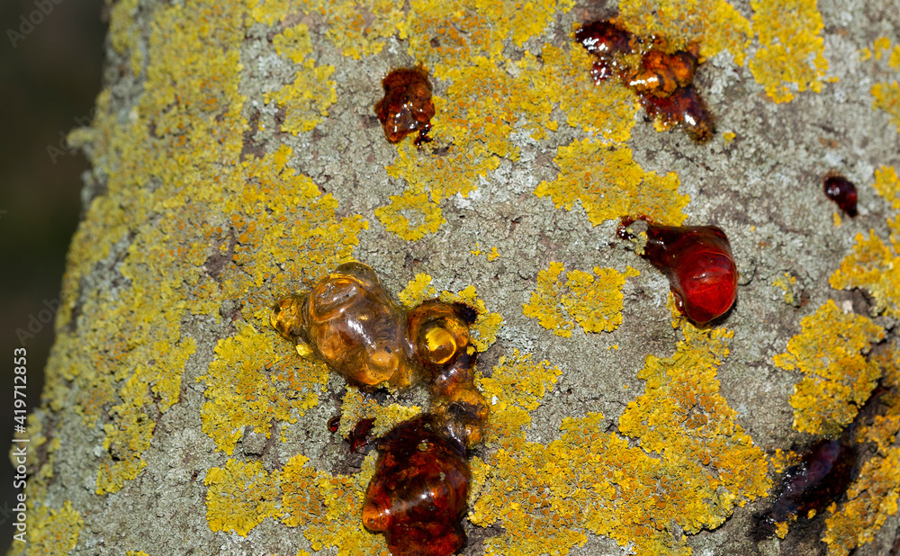 Formation of resin from the juice of a cherry tree.The tree was ...