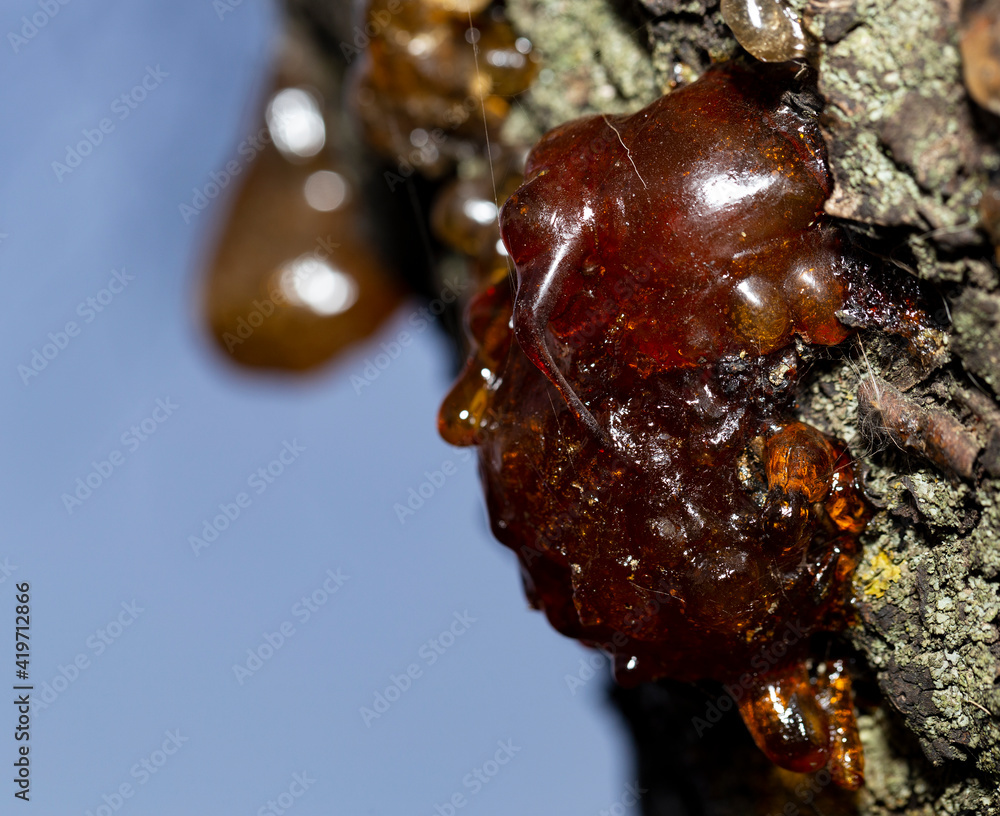 Formation of resin from the juice of a cherry tree.The tree was ...