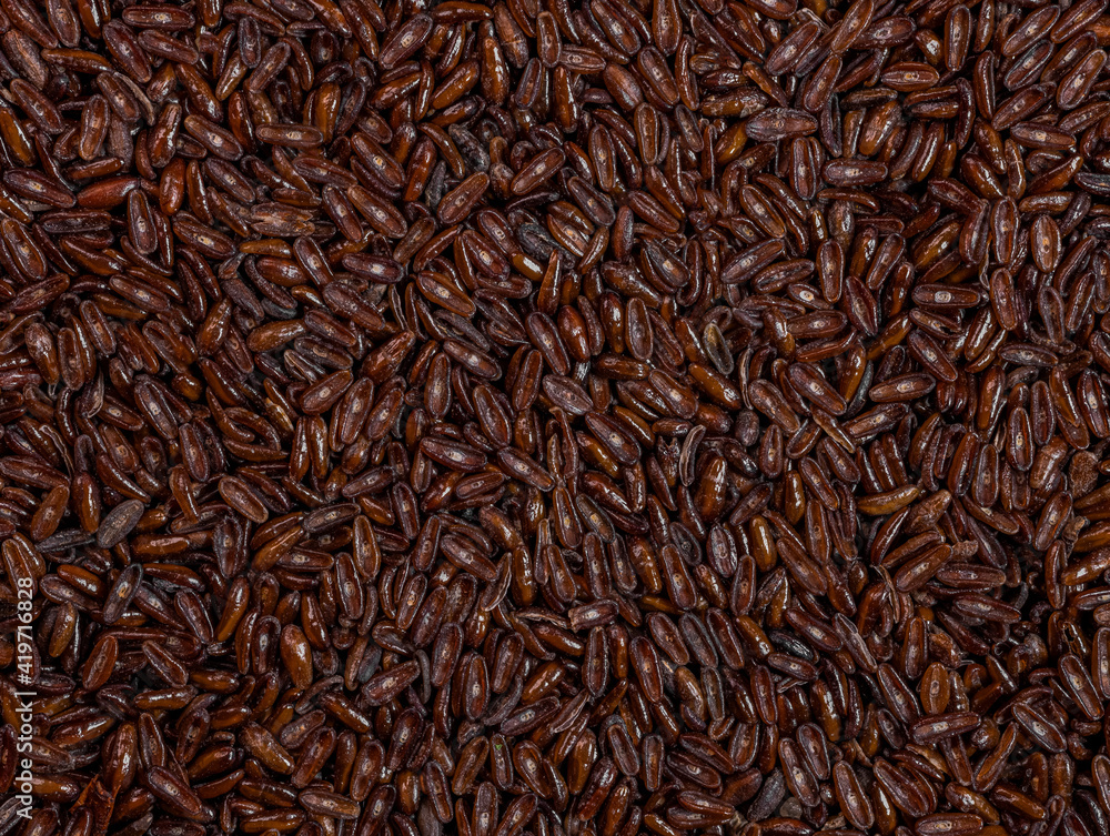 Seeds of ribwort plantain (Plantago lanceolata). The seeds are used in ...