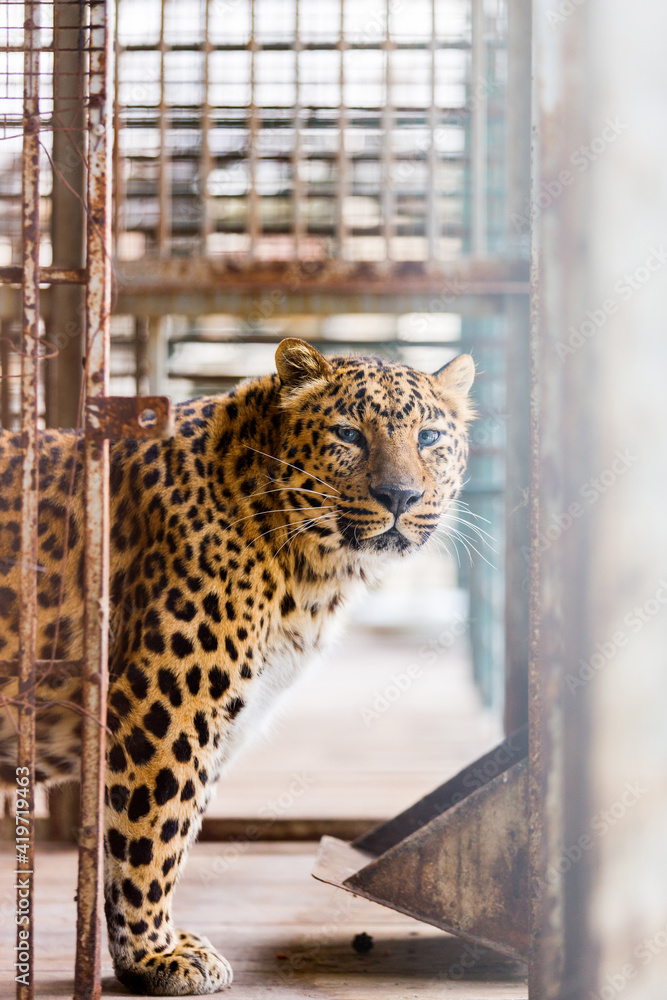 Persian Leopard in a cage. The animal is in captivity. Caucasian ...