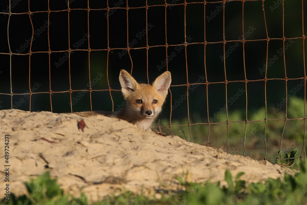 baby red fox looking into morning sun over mound of sand with pasture ...