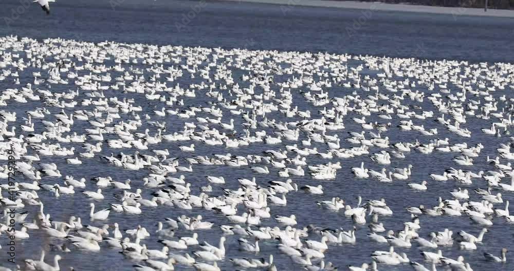 Snow geese on lake during spring migration in mid Atlantic region of US ...