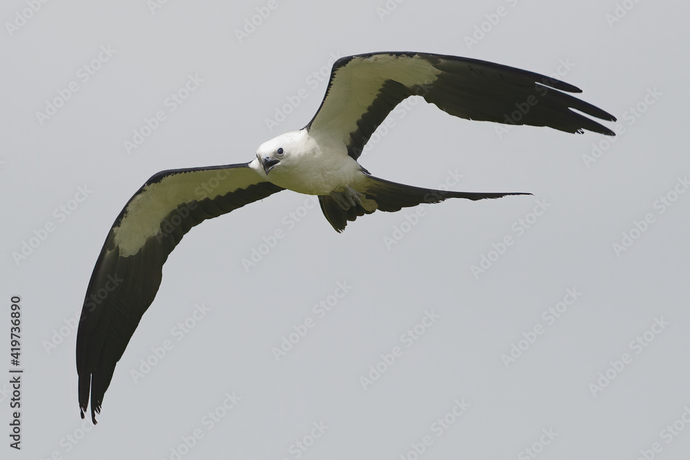 swallowtail kite (Elanoides forficatus) hunting and flying with mouth ...