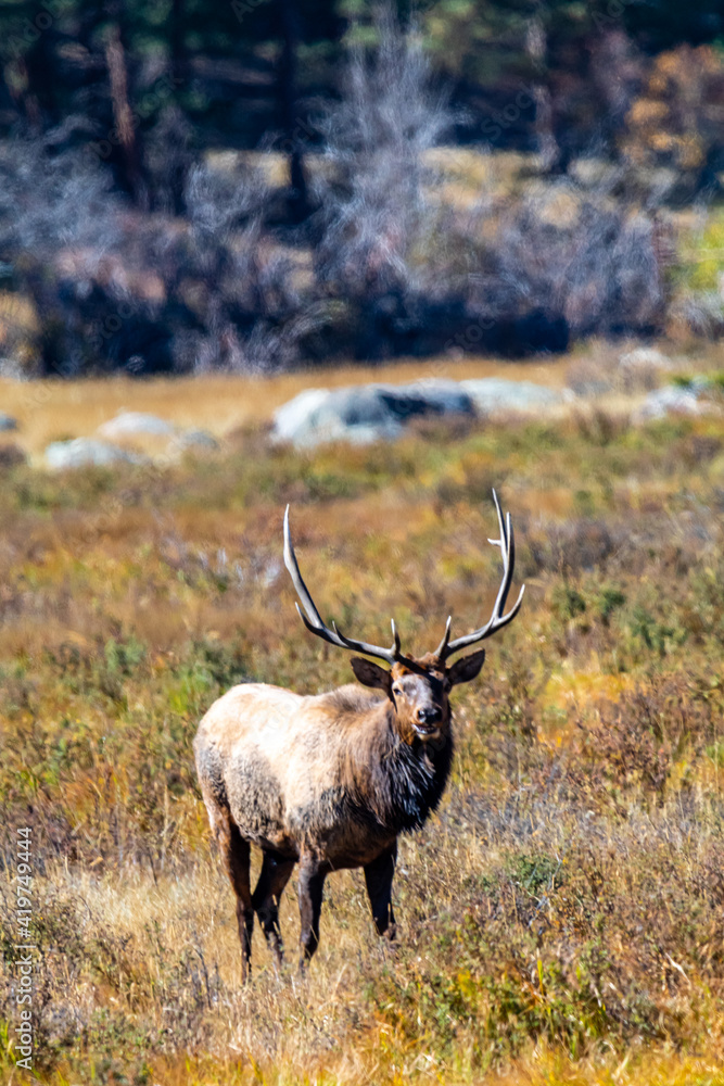 Bull Elk, Rocky Mountain National Park Stock Photo | Adobe Stock