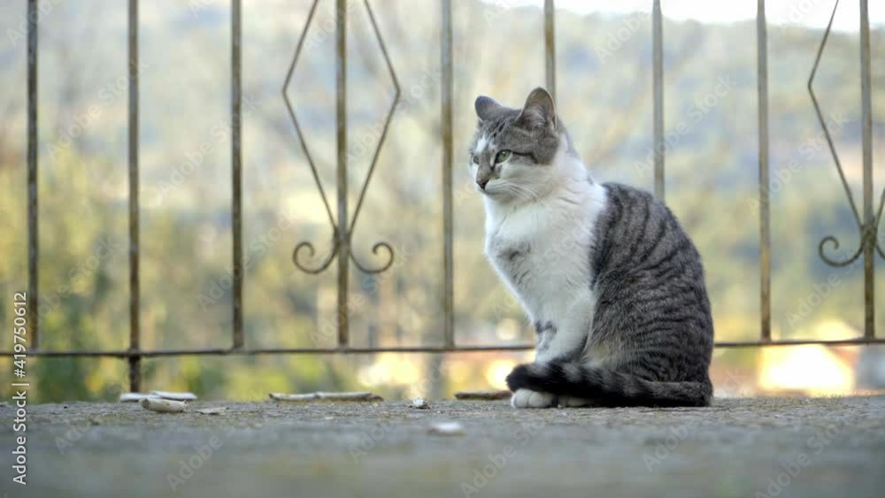 gray tabby cat next to metal fence with white chest and light green ...