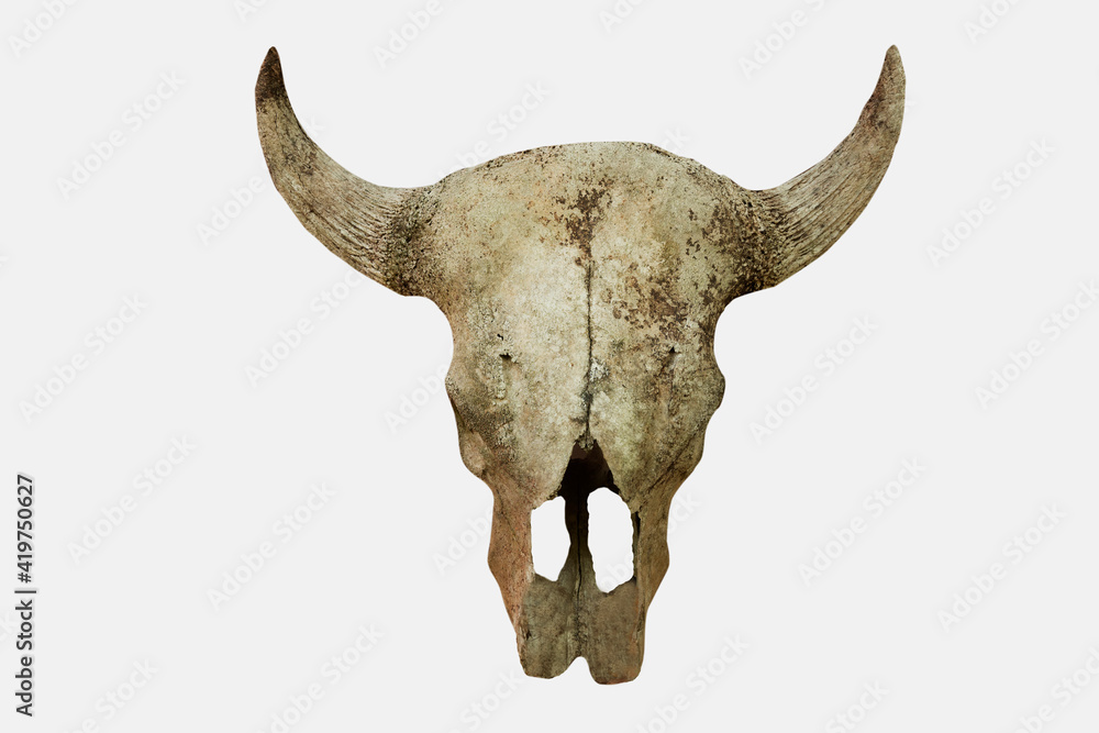 Cow's head skull isolated on white background Stock Photo | Adobe Stock