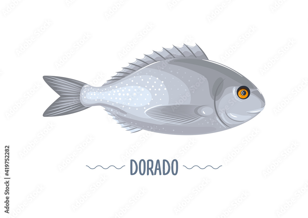 Dorado fresh fish isolated on white background. Vector illuctration ...