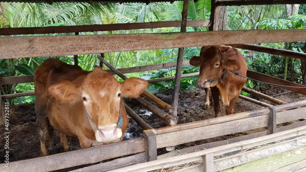 Cows with traditional methods of natural feeding, namely grass. Few ...