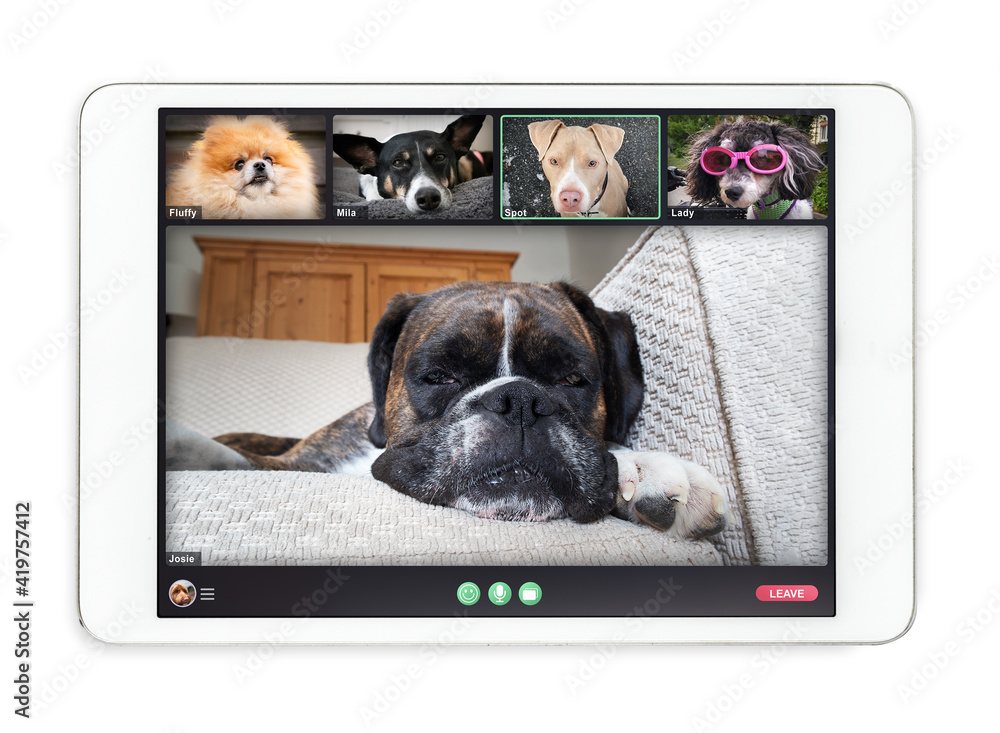 How Do Dogs See Screens