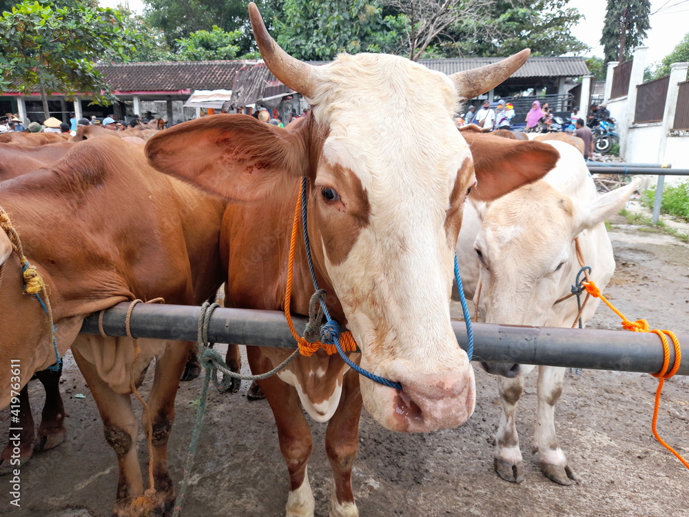 cows in a farm,animal images top view Stock Photo | Adobe Stock
