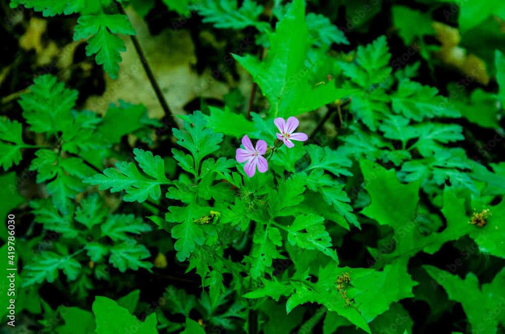 Geranium robertianum - Herb-Robert, Red Robin, Death come quickly ...