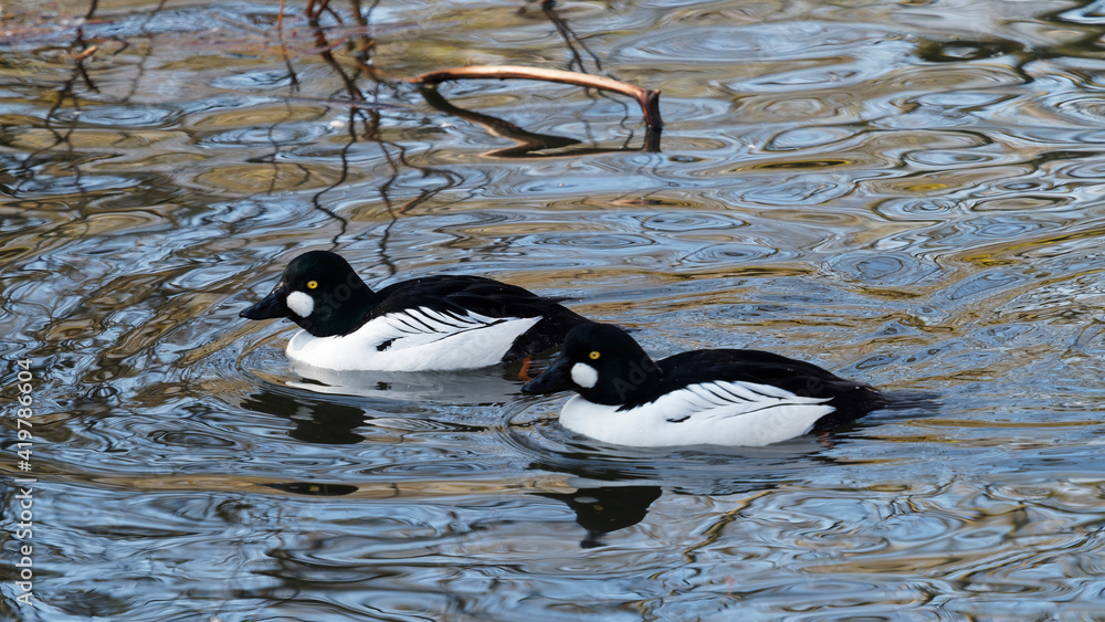 Schellente oder Bucephala clangula. Zwei Männliche mit markante schwarz ...