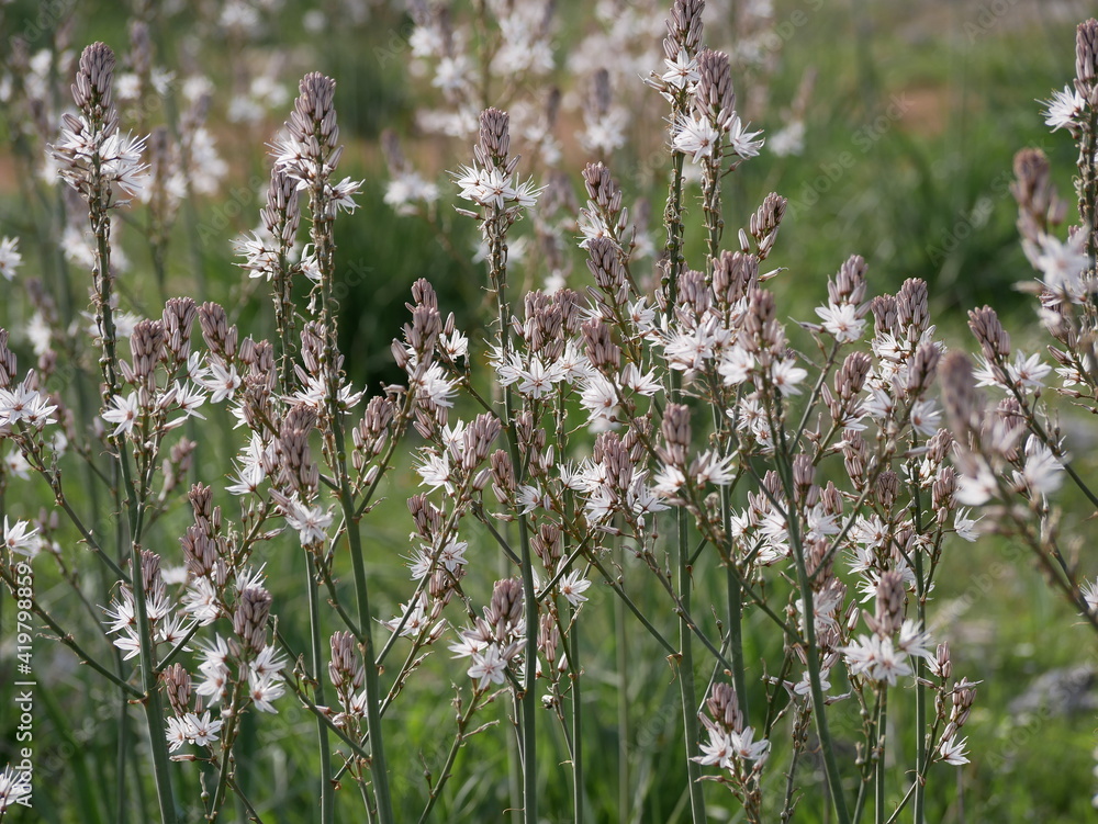 Asphodel Fields