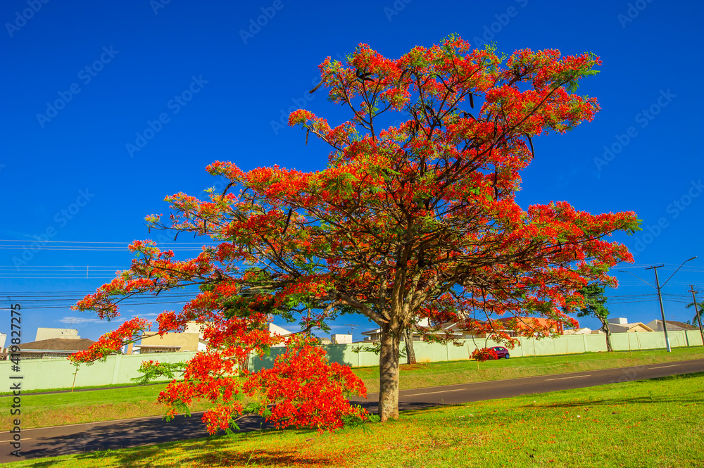 Flamboyant tree blooming, beautiful nature (Delonix regia) Stock Photo ...