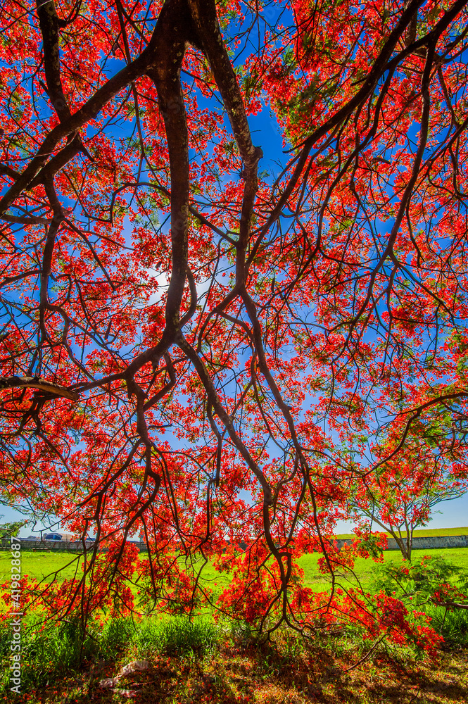 Flamboyant tree blooming, beautiful nature (Delonix regia) Stock Photo ...