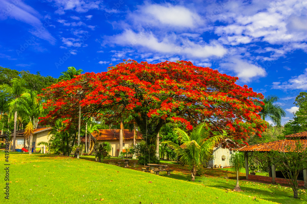 Flamboyant tree blooming, beautiful nature (Delonix regia) Stock Photo ...