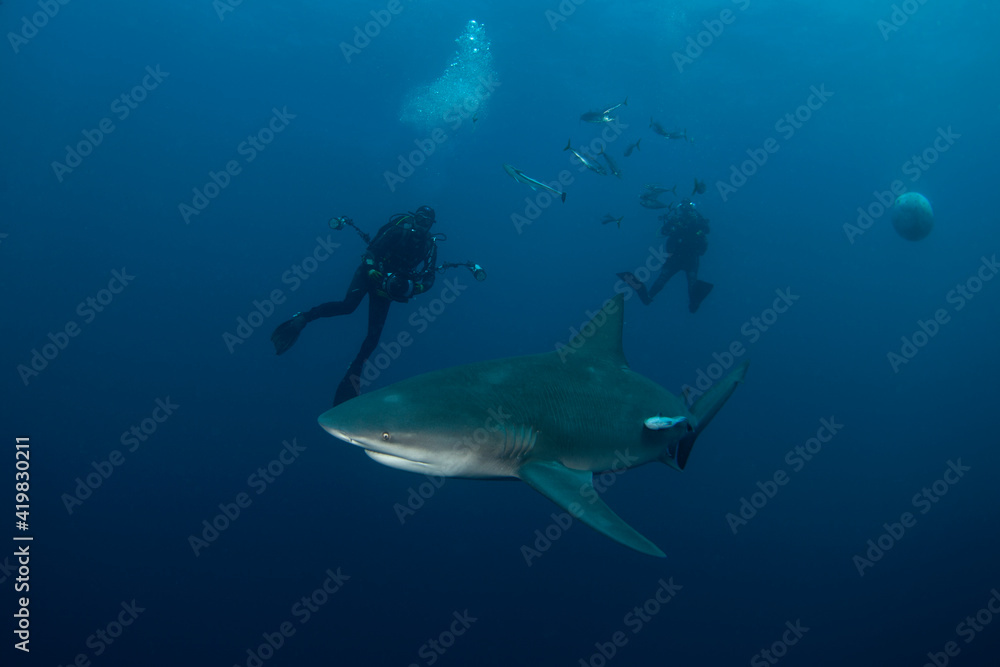 Bull shark during the dive. Sharks in the deep. Marine life in the ...