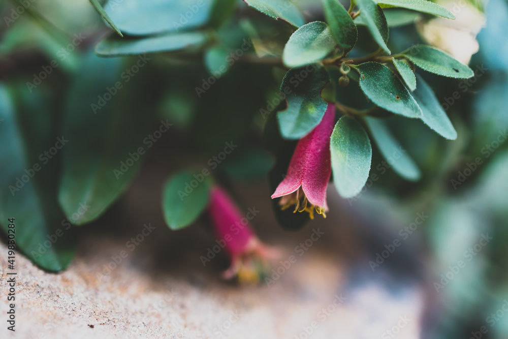 Australian native correa plant with small red flowers in sunny backyard ...