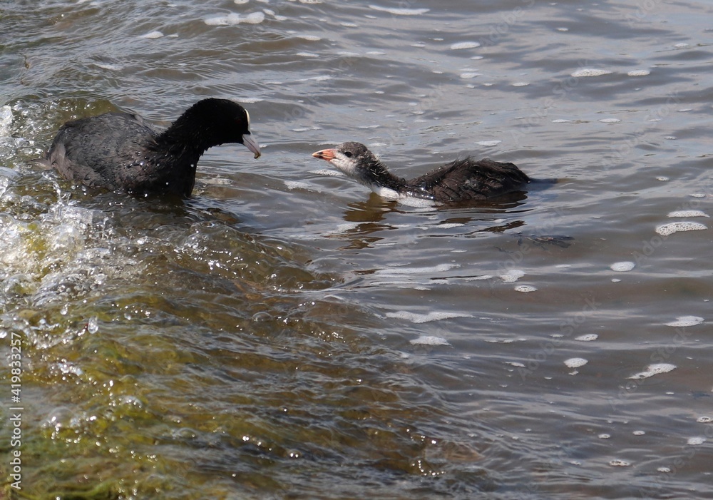 Eurasian coot (common coot, Fulica atra) brood feeding. Parent holding ...