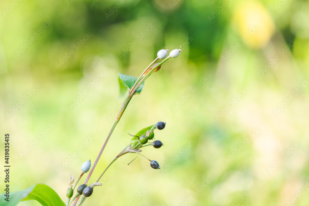 Job's tear plant in organic on blurred greenery background in garden ...