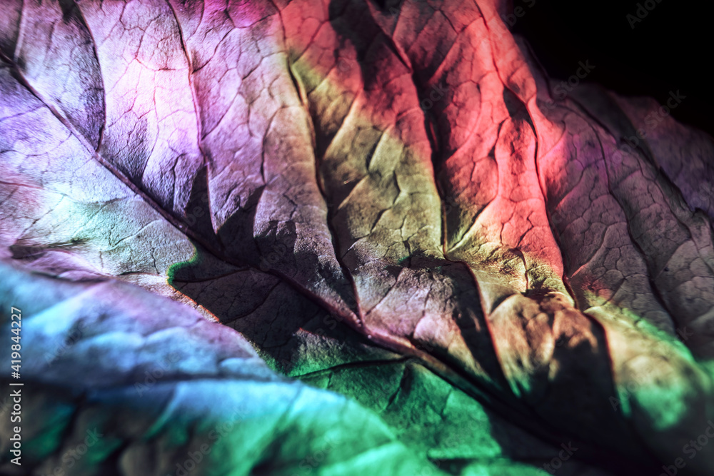 Beautiful abstraction leaf texture neon light. Minimalism retro style ...