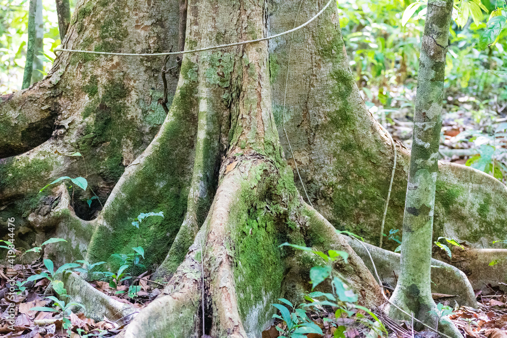 Tropical large tree with buttress roots grown naturally in the jungle ...