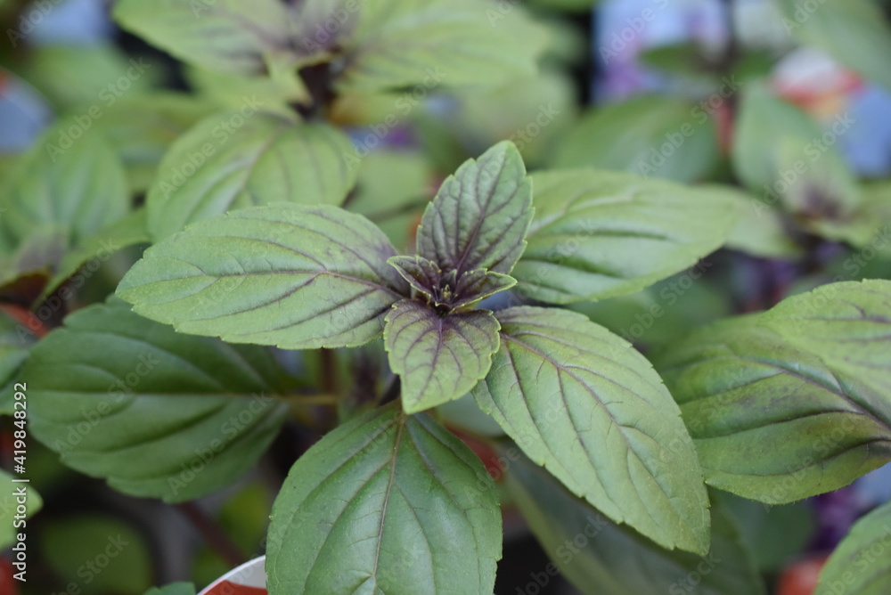 Roter Strauchbasilikum Stock Photo | Adobe Stock