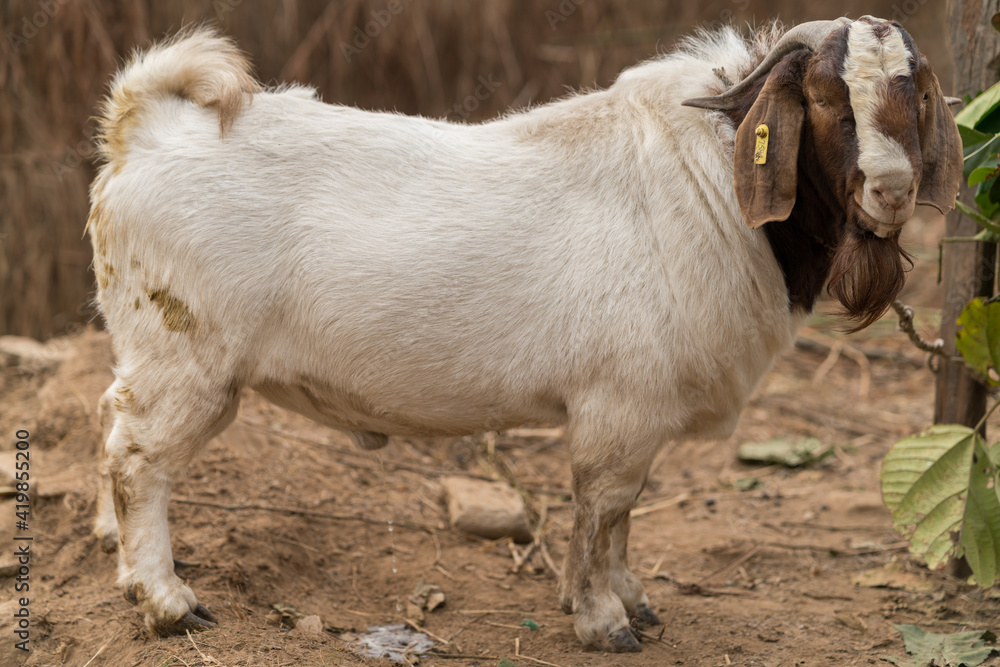 Boer Goat Buck