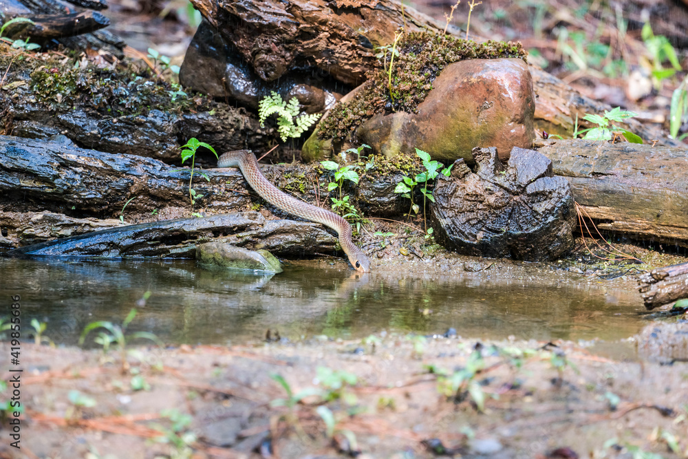 Snakes in nature Stock Photo | Adobe Stock
